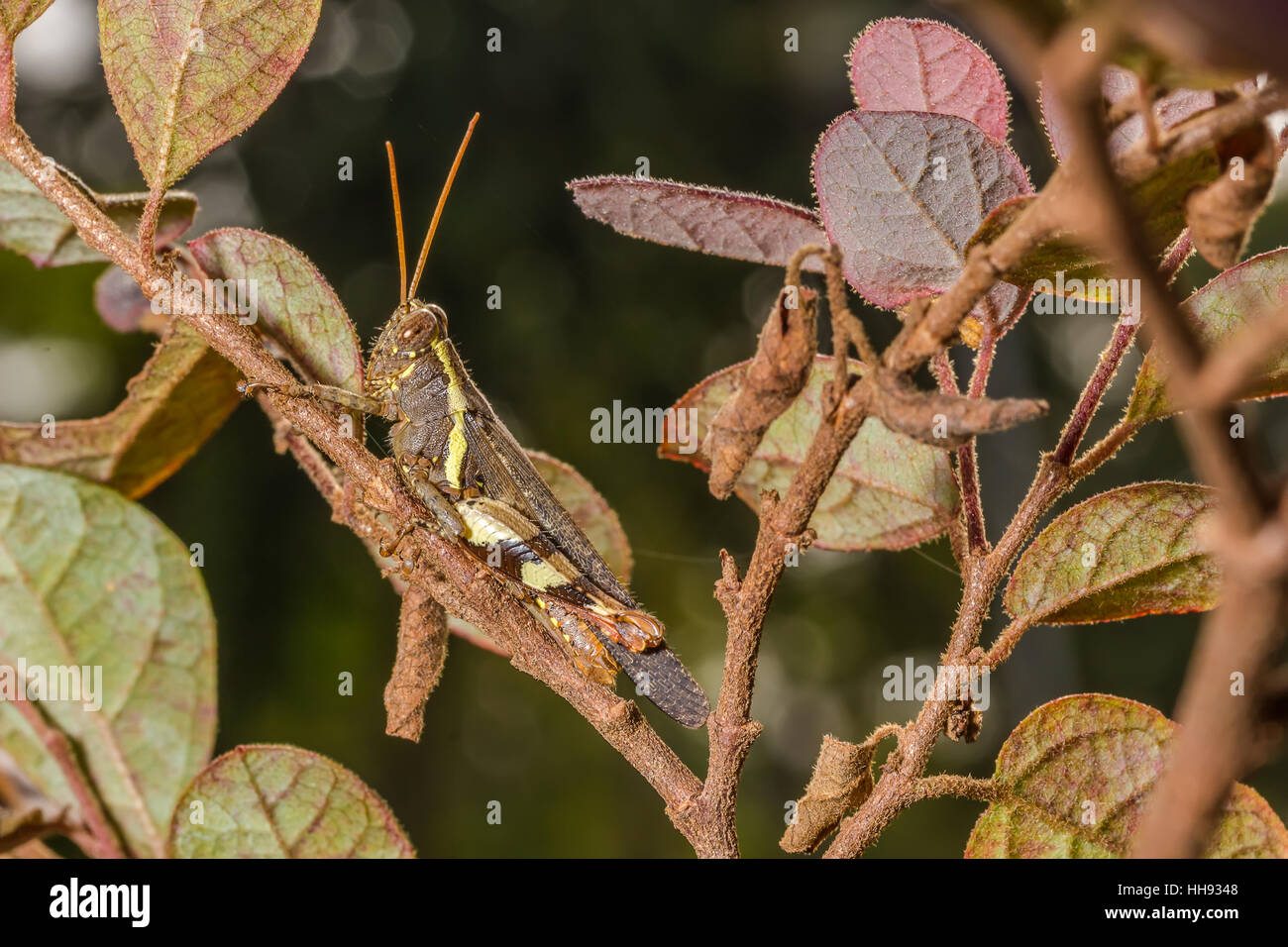 The Camouflage Grasshopper in the tree Stock Photo - Alamy
