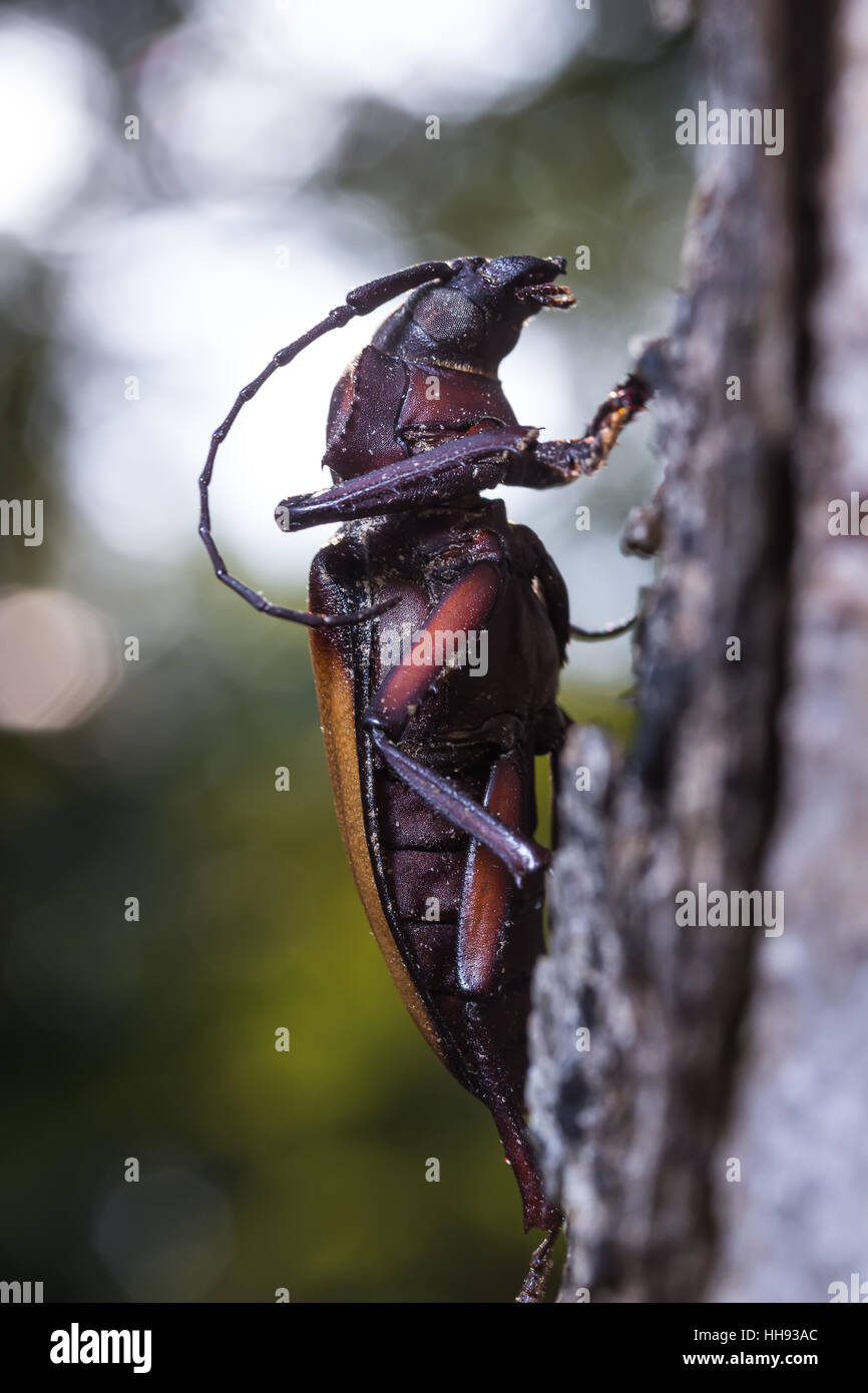 Longhorn beetle (Rhaphipodus fruhstorferi), Beetle on the tree Stock ...