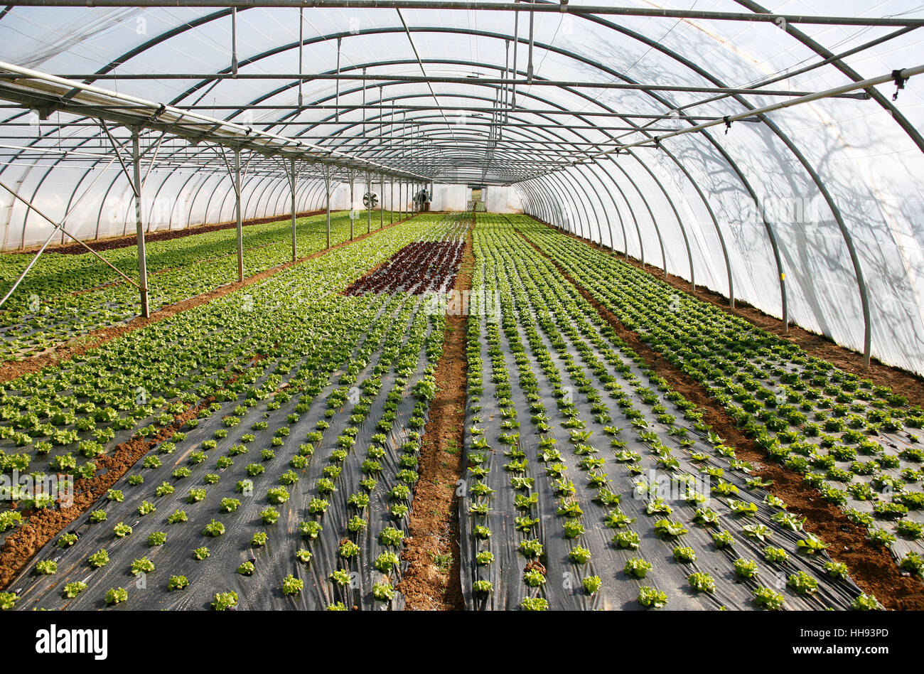 house, building, food, aliment, agricultural, inside, new, agriculture ...