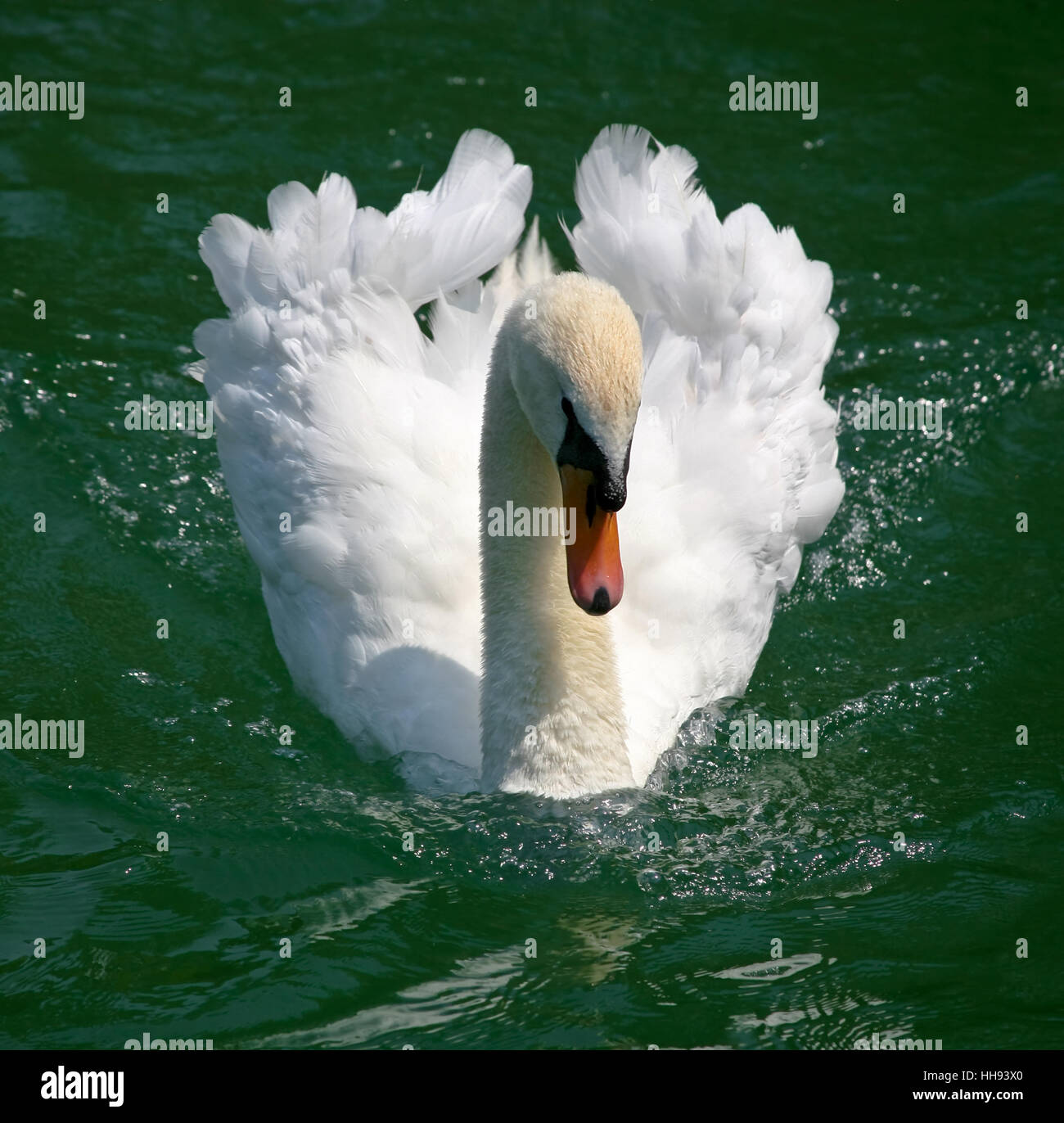 Male female swan hi-res stock photography and images - Alamy