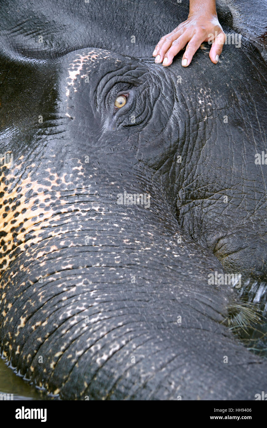 big, large, enormous, extreme, powerful, imposing, immense, relevant ...