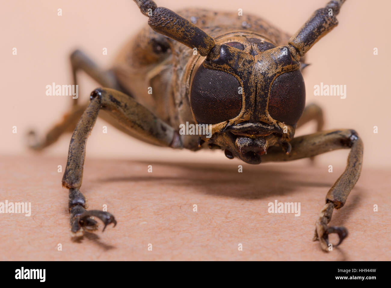 Big horned beetle hi-res stock photography and images - Alamy