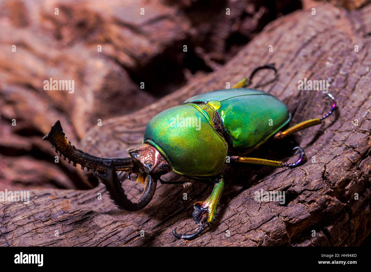 Green Stag Beetle (Lamprima adolphinae) Beetle on the stump wood Stock ...