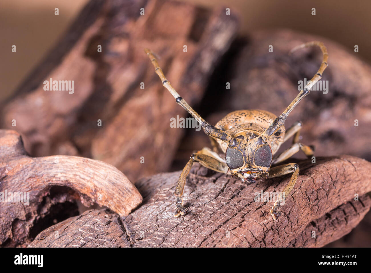 Bug eye hi-res stock photography and images - Alamy