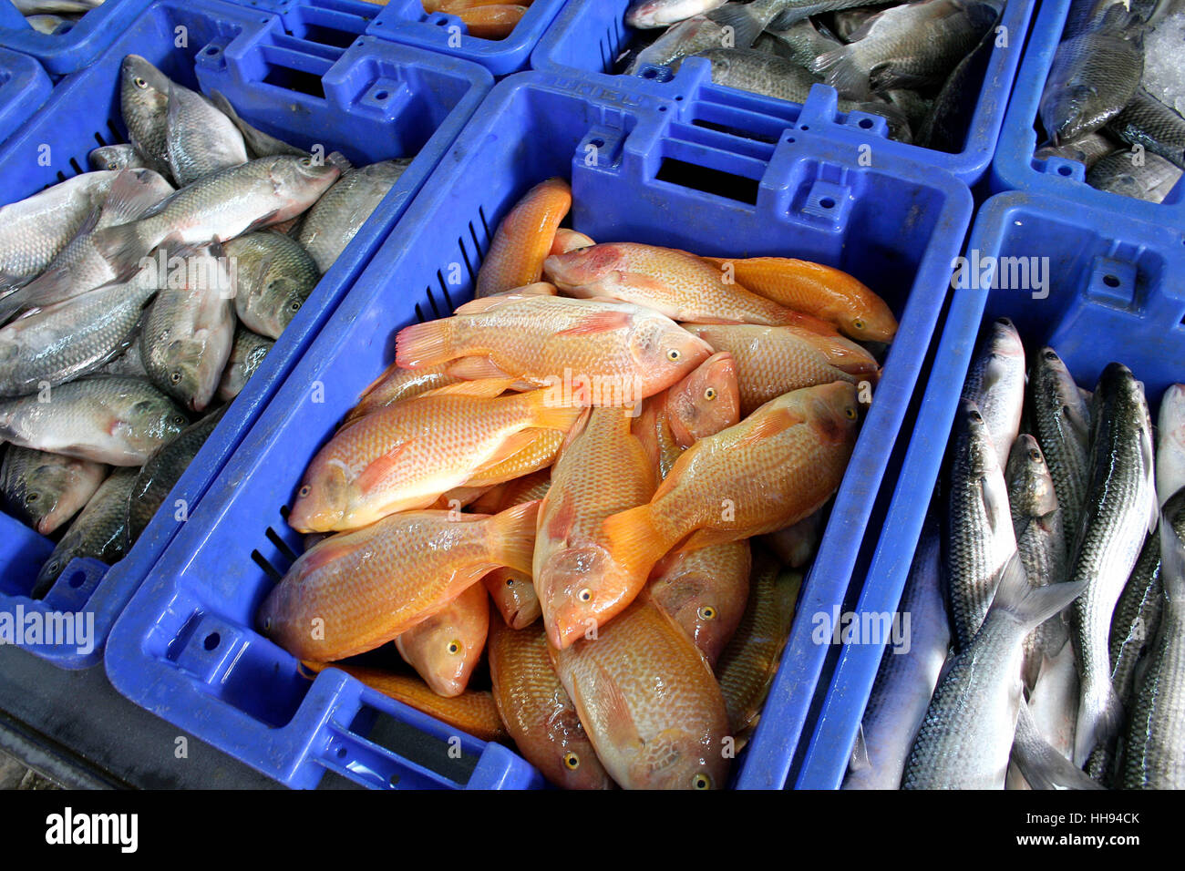 blue, food, aliment, angle, fish, metal, outdoor, kitchen, cuisine ...