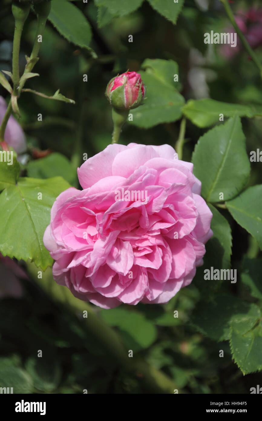 garden, flower, plant, rose, bloom, blossom, flourish, flourishing ...