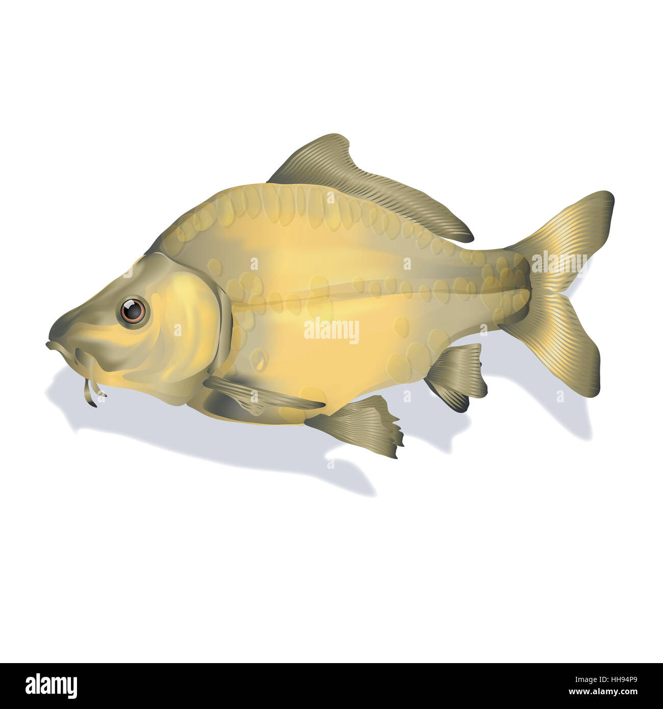 Angler carp Cut Out Stock Images & Pictures - Alamy