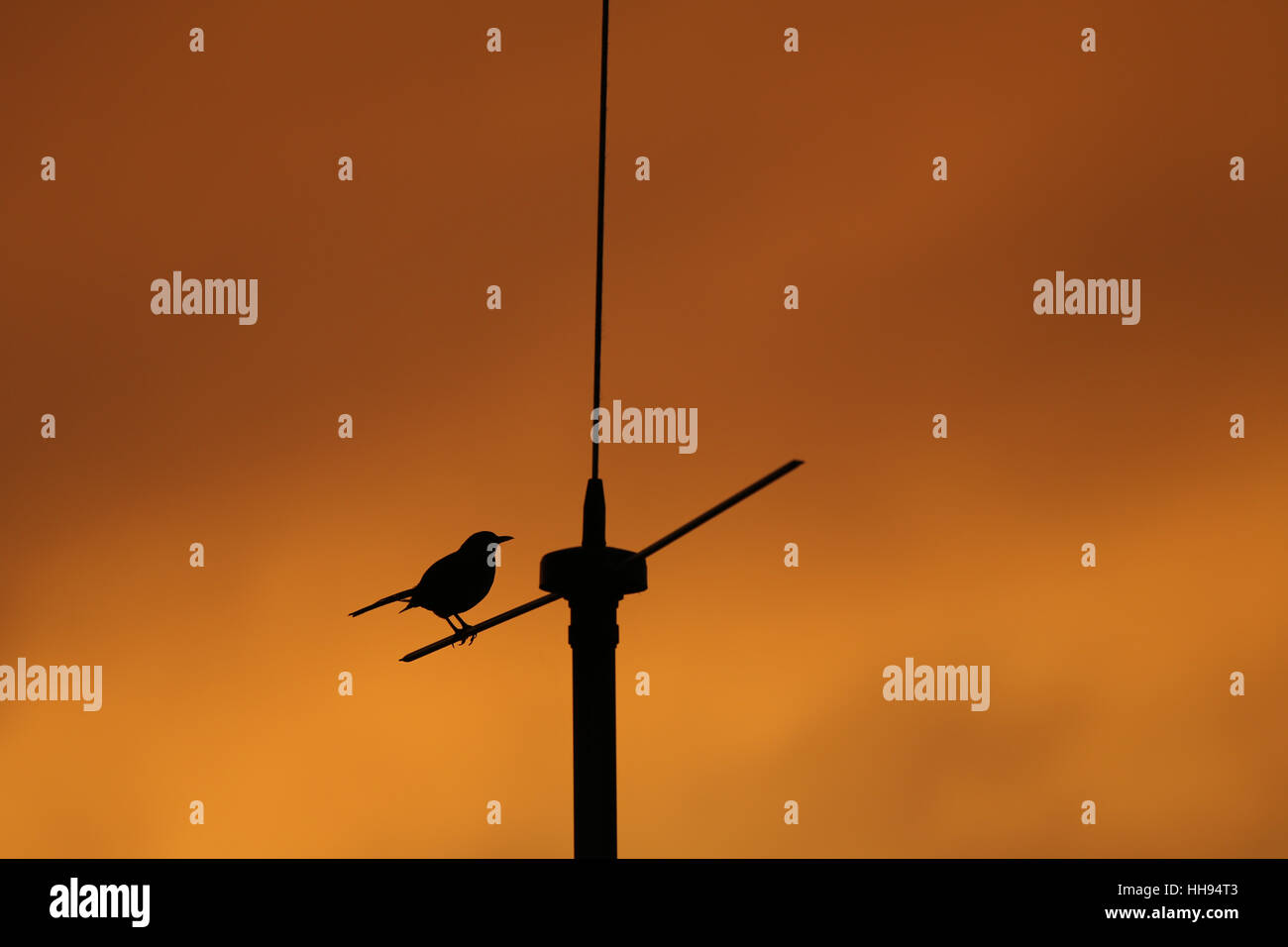 sunset, evening light, landscape format, shear-cut, blackbird, singing ...