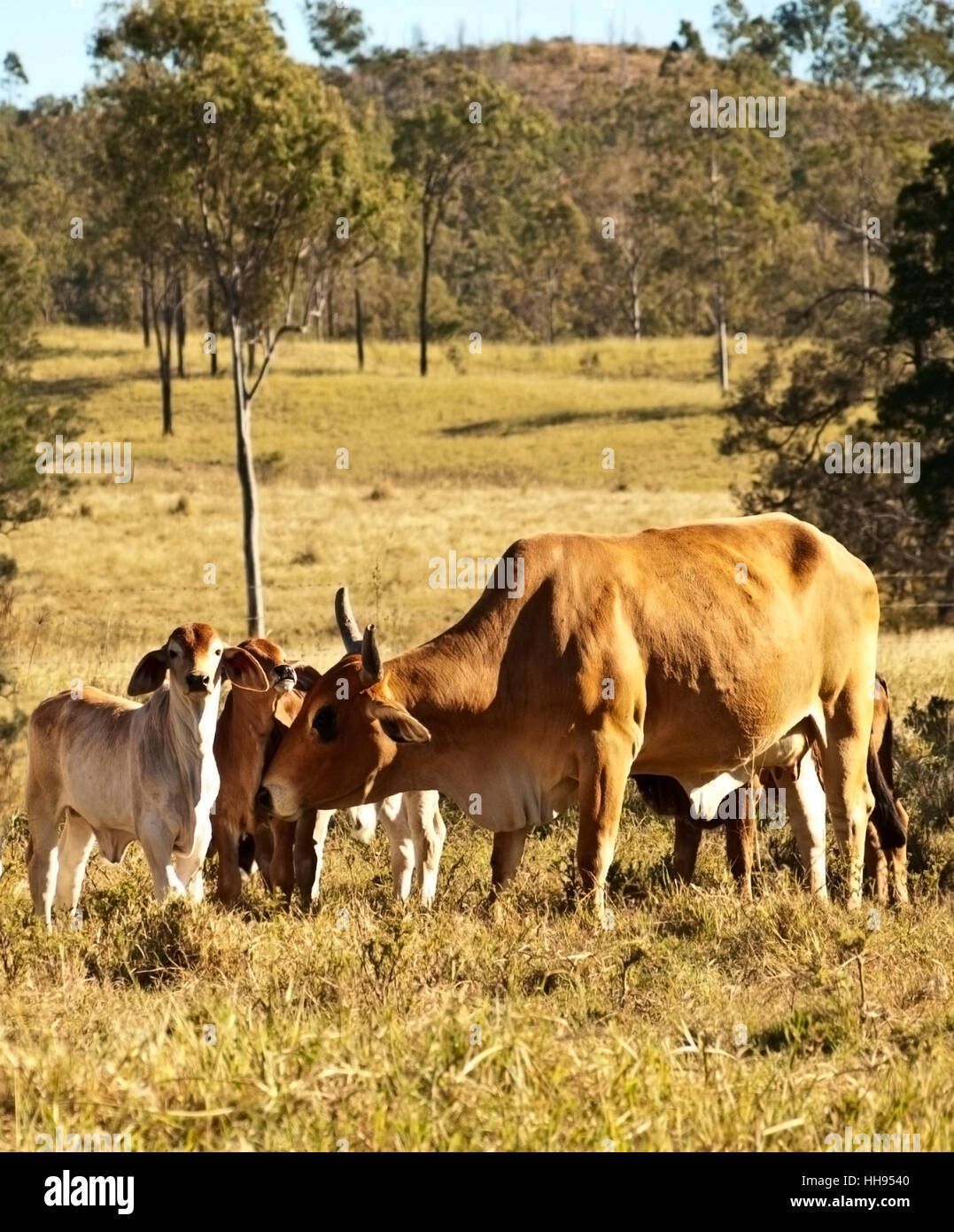 Australian beef cattle breed cow hi-res stock photography and images ...