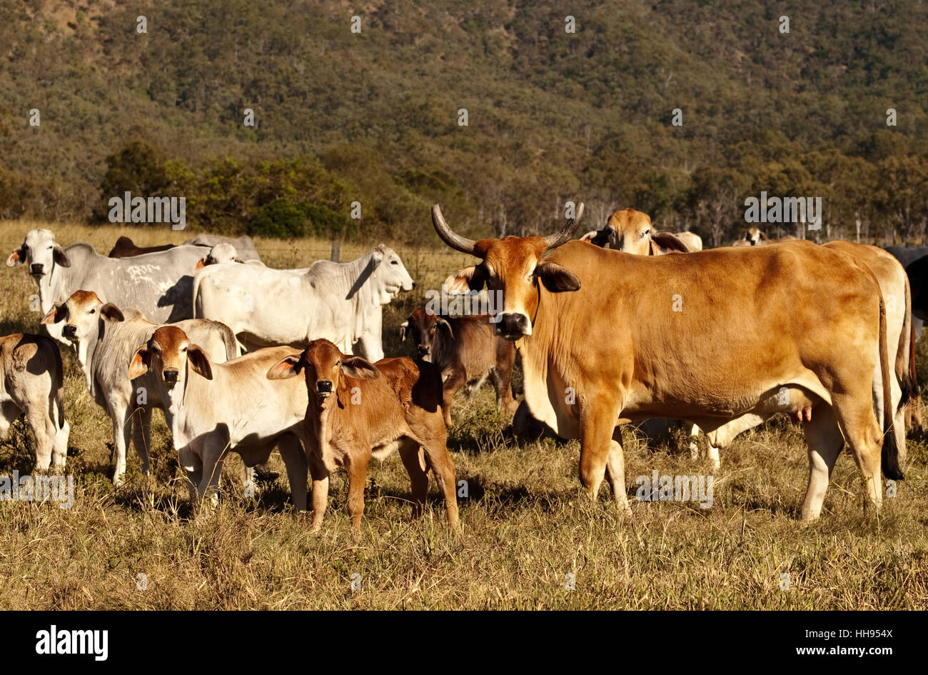 colour, animal, mammal, agriculture, farming, field, cow, livestock ...