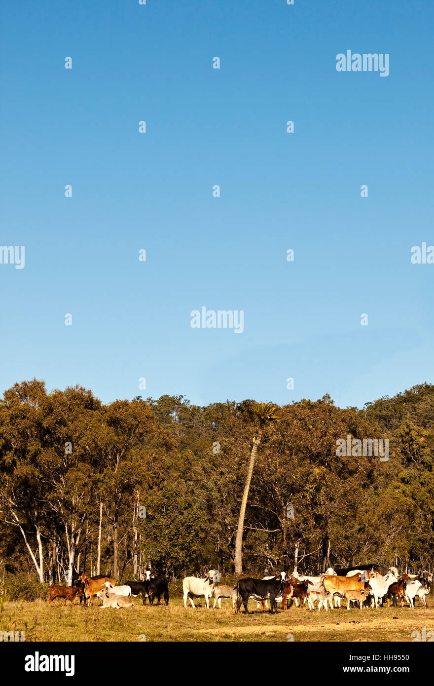 colour, animal, mammal, agriculture, farming, field, cow, livestock ...