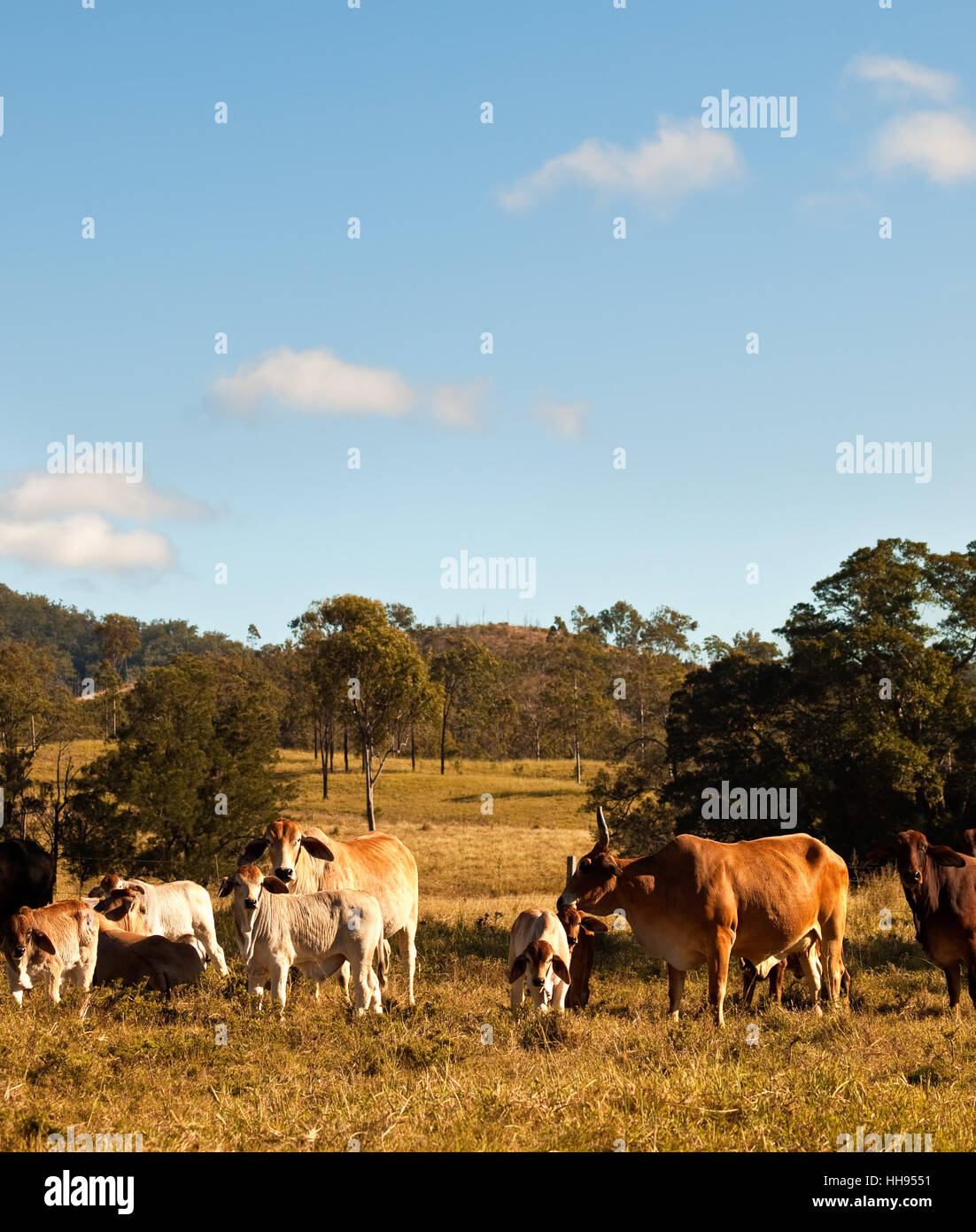 colour, animal, mammal, agriculture, farming, field, cow, livestock ...