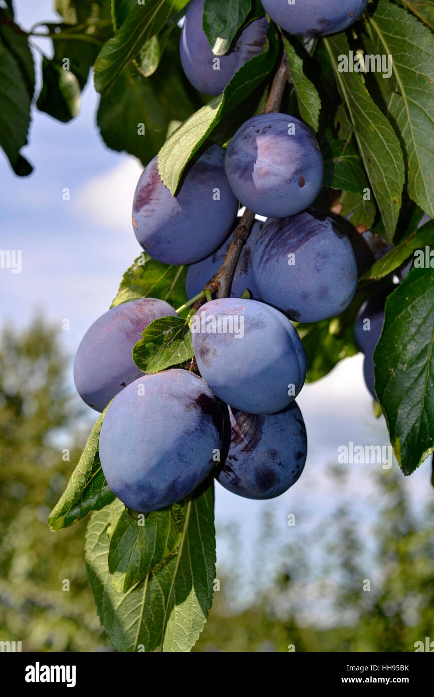 Zwetschgen am baum hi-res stock photography and images - Alamy