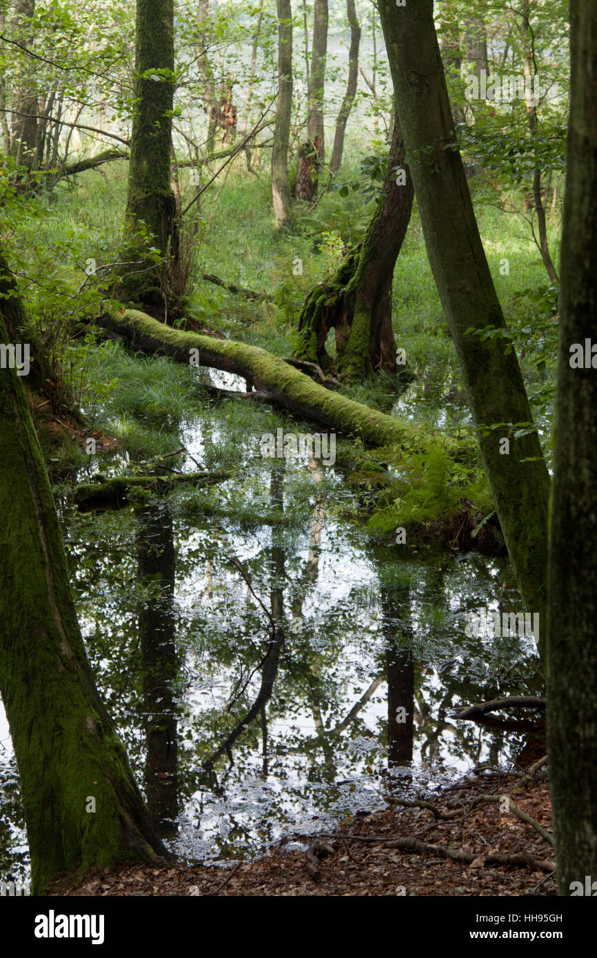 tree, trees, reprove, forest, nature, tree, trees, plant, trunk, swamp ...