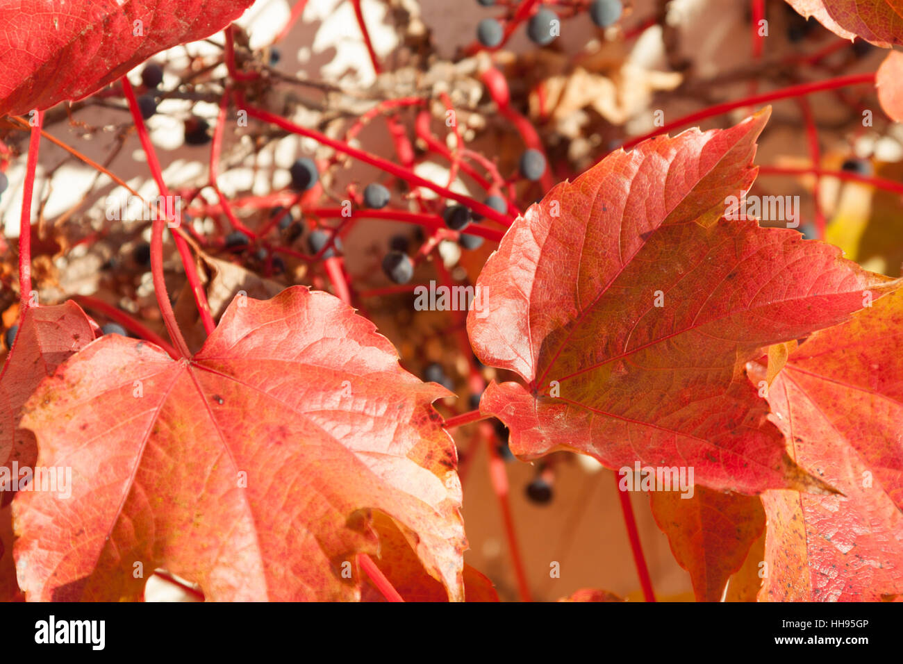 leaves, vine leaves, vine, grape vine, grape-vine, foliage, fall ...