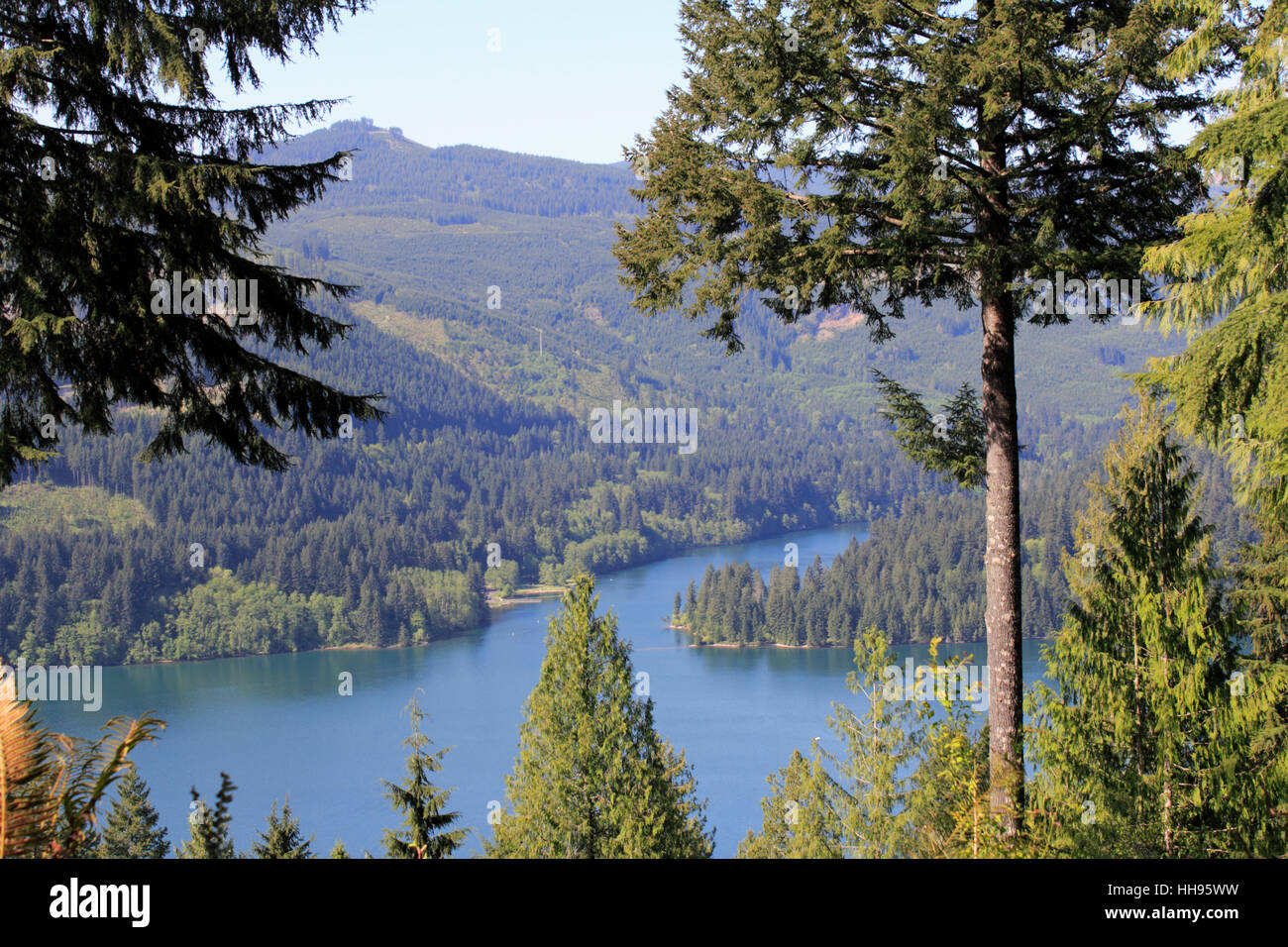 woods, evergreen, sight, view, outlook, perspective, vista, panorama ...