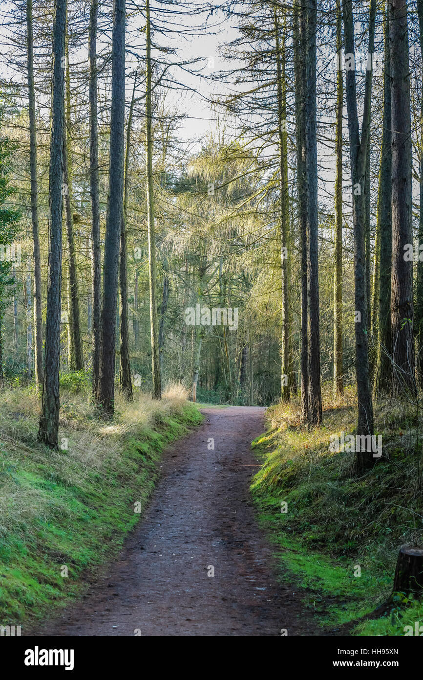 A woodland pathway leading through tall conifer trees Stock Photo - Alamy