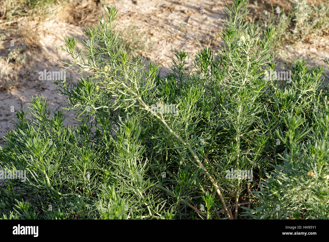 aromatic, shrub, hardy, arid, slim, sligth, lean, gaunt, thin, plant ...