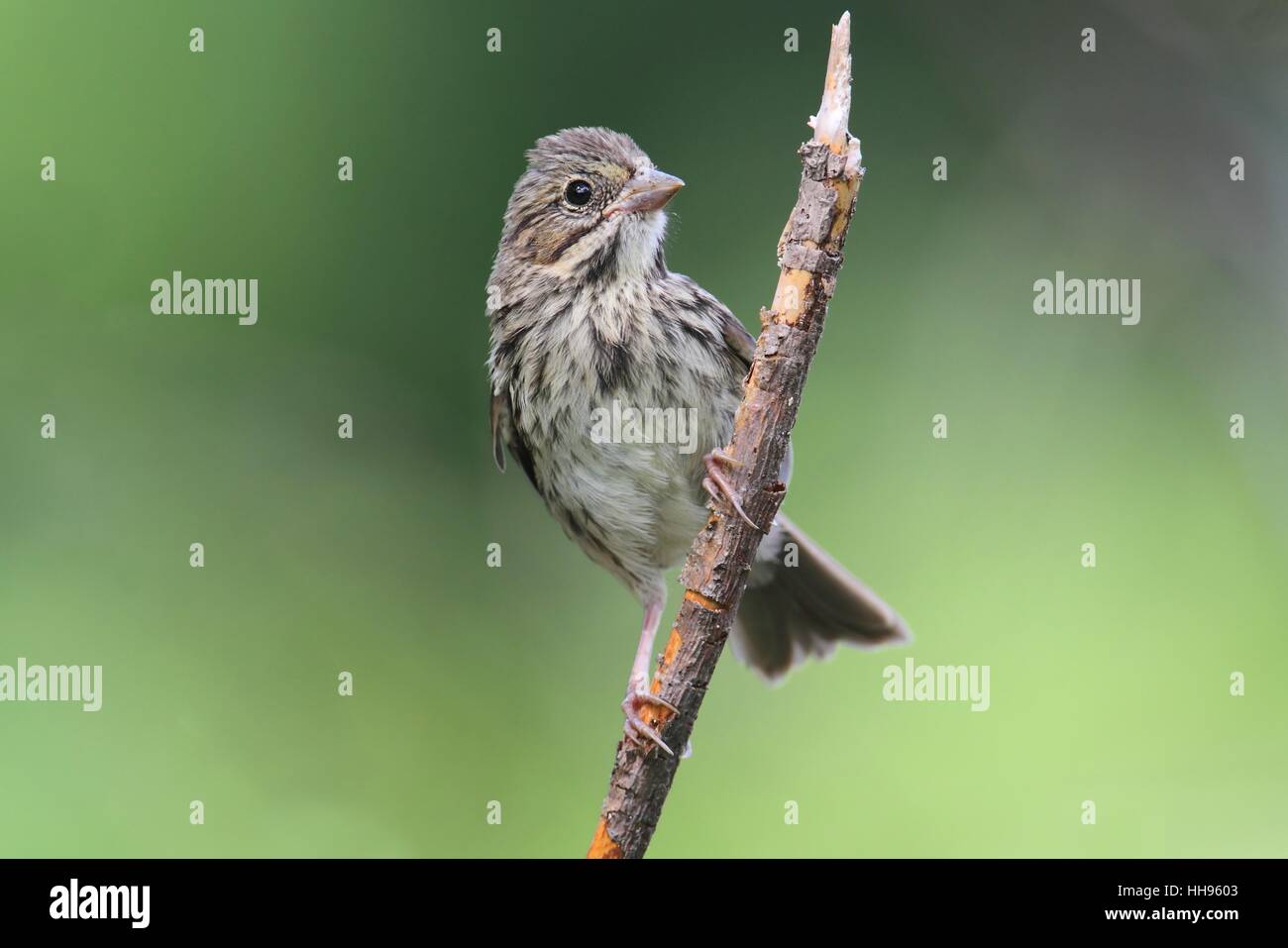 bird, birds, sparrow, wildlife, bird, wild, birds, feathers, bush ...