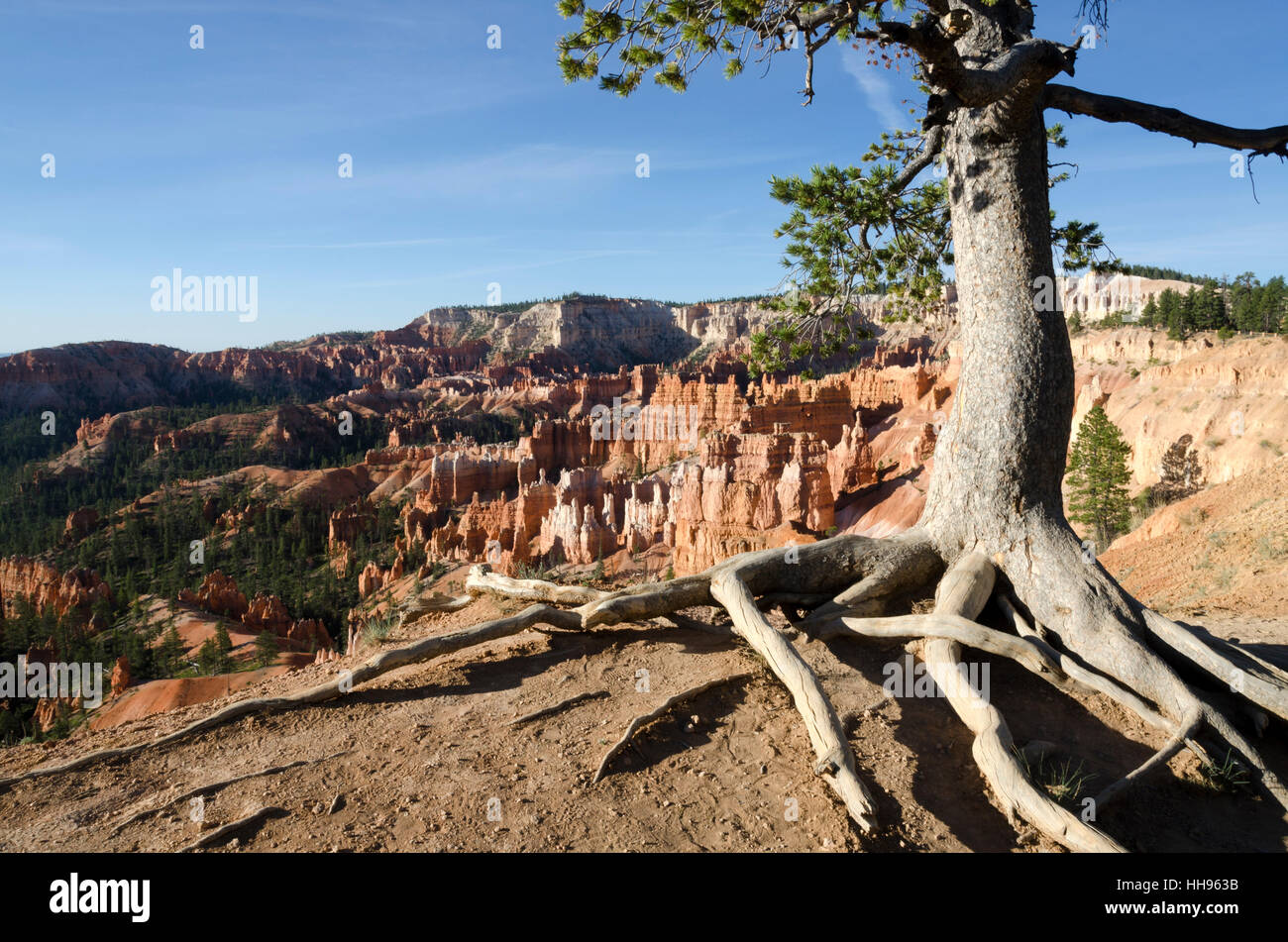 environment, enviroment, tree, sunrise, america, plateau, environment ...
