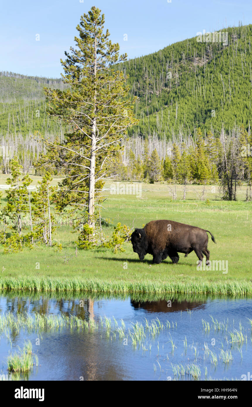 environment, enviroment, animal, america, bison, environment ...