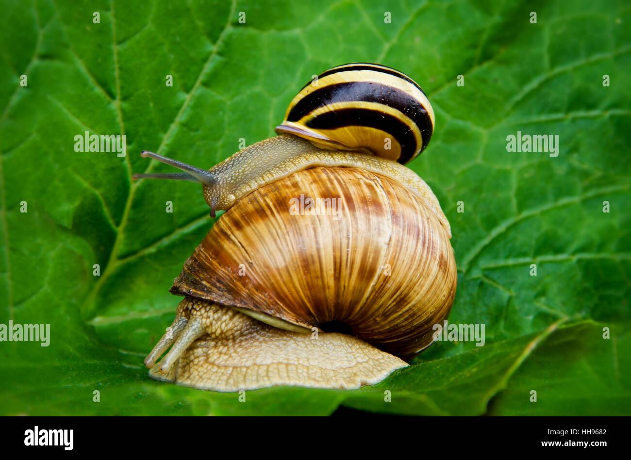 sad, snail, edible snail, moss, tandem, piggy-back, forest, friends ...