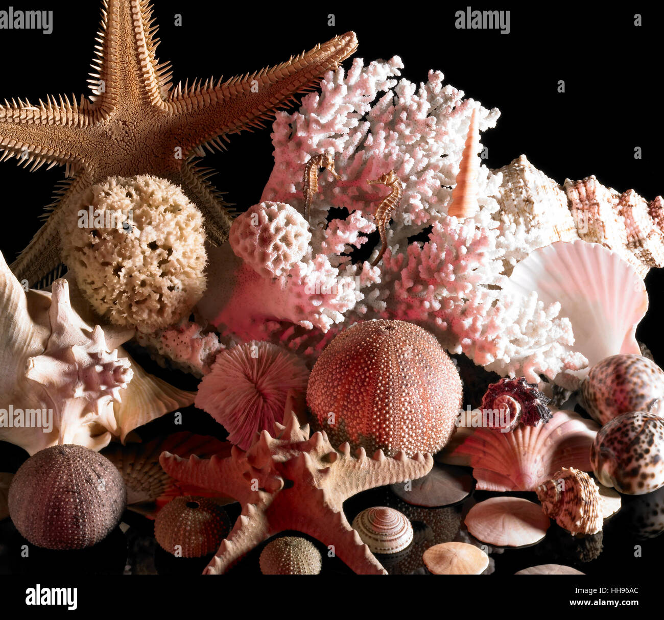snail, sea animal, arrangement, starfish, sponge, ??urchins, urchins ...