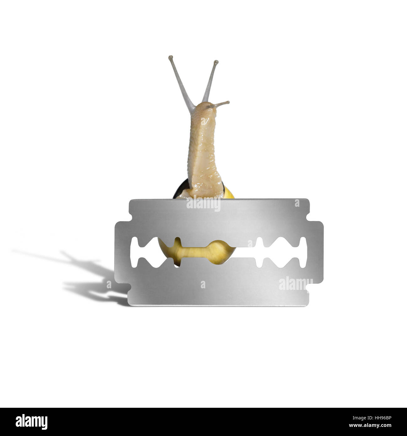 studio photography of a Grove snail on a razor blade while reaching ...