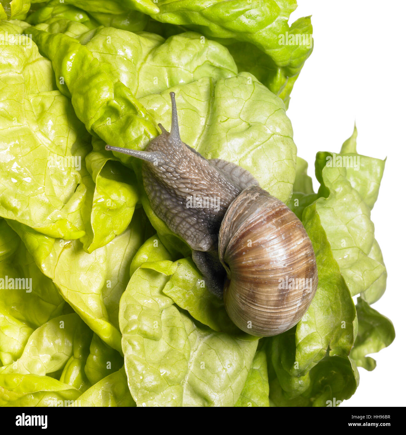 snail, edible snail, terrestrial, salad, motion, postponement, moving ...
