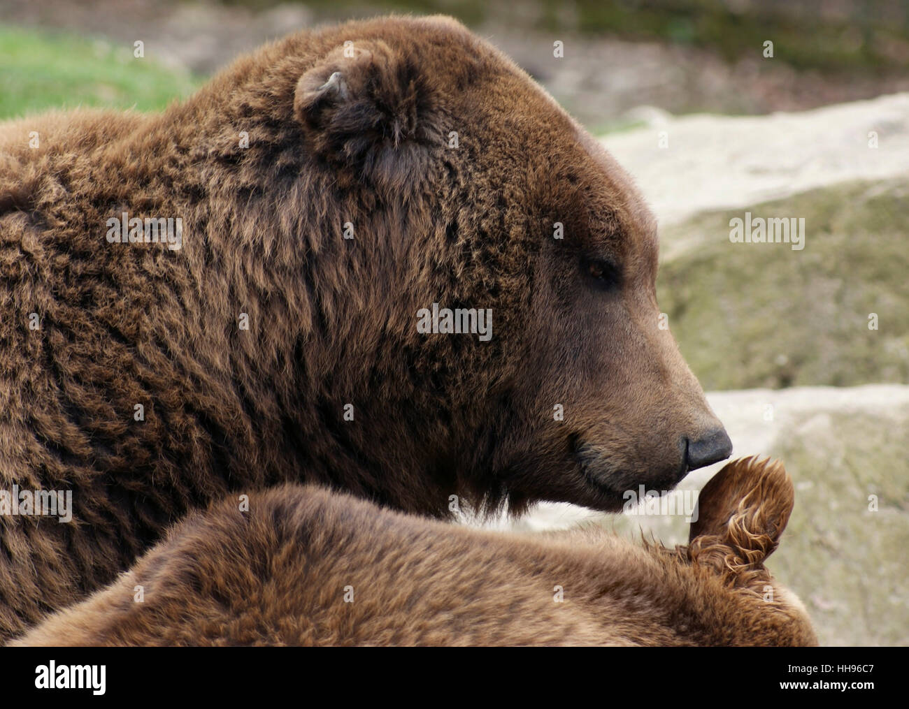 Zwei profile hi-res stock photography and images - Alamy