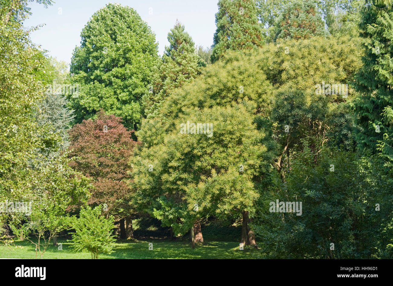 tree, sunlight, variation, germany, german federal republic, forest ...