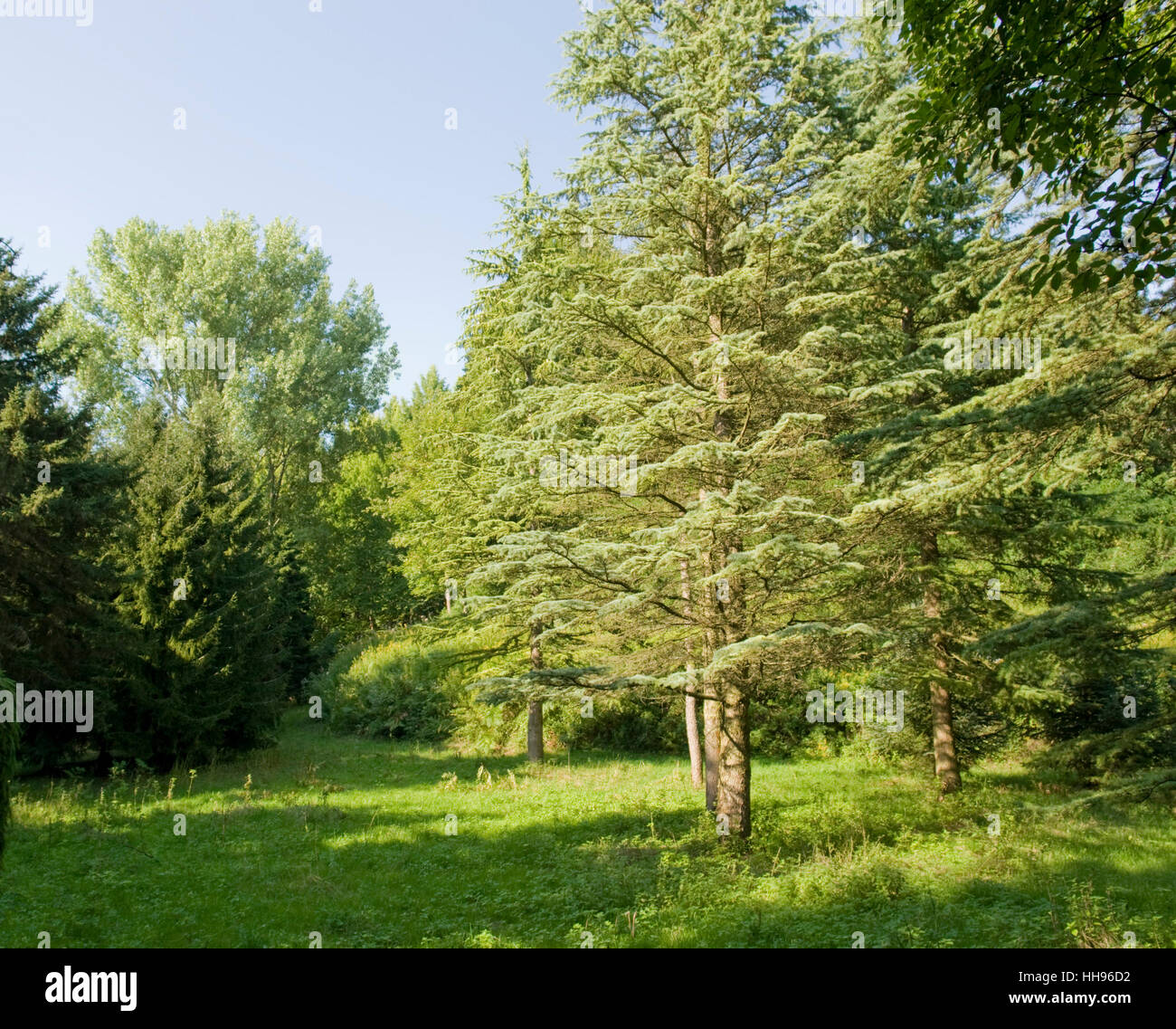 black forest, germany, german federal republic, scenery, countryside ...