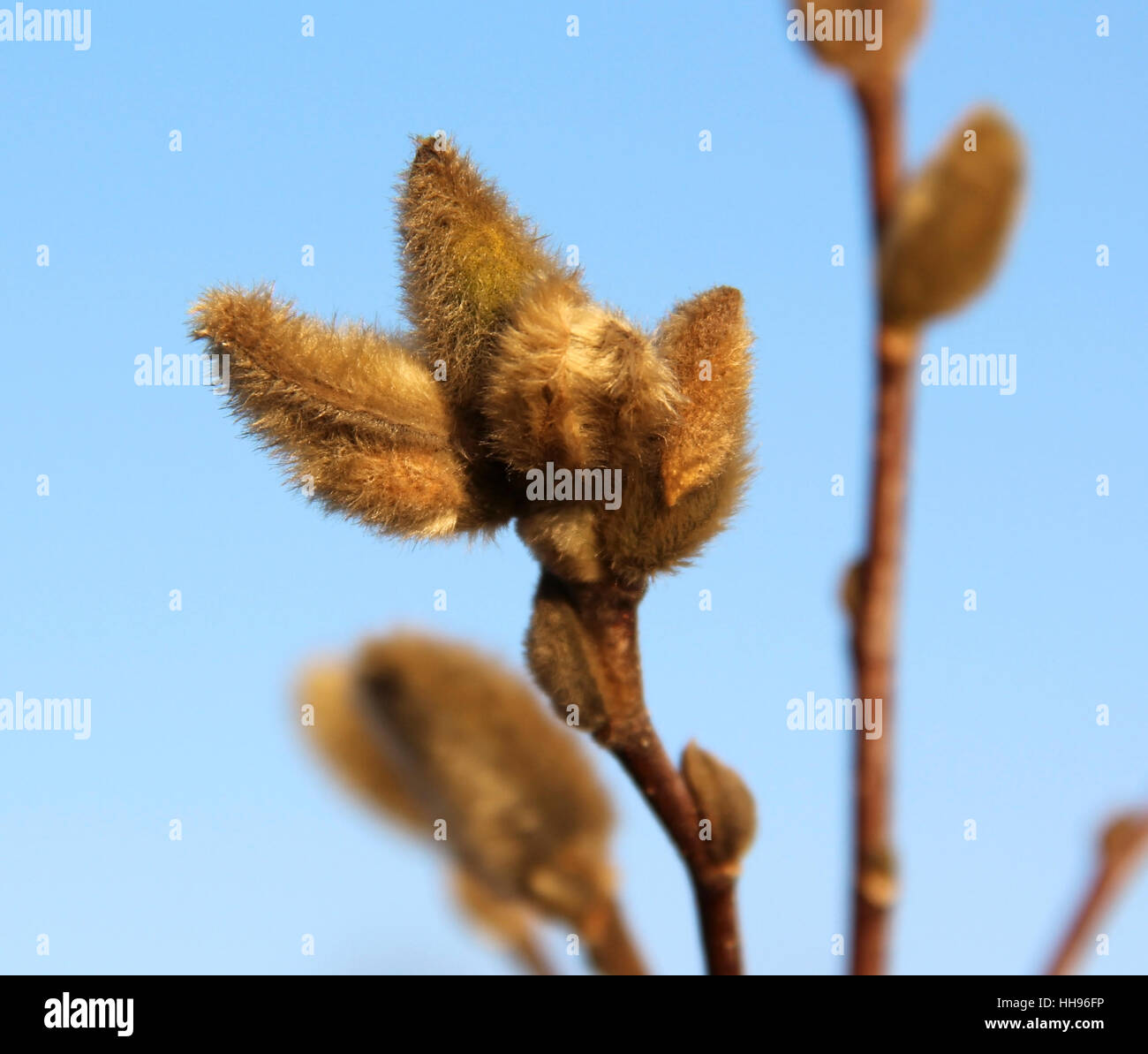 blue, spring, branch, bud, stalk, stem, firmament, sky, trunk, blue ...