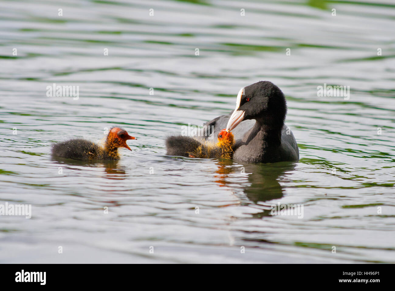 bird, birds, waves, offspring, waterfowls, feed, waterfowl, chick ...