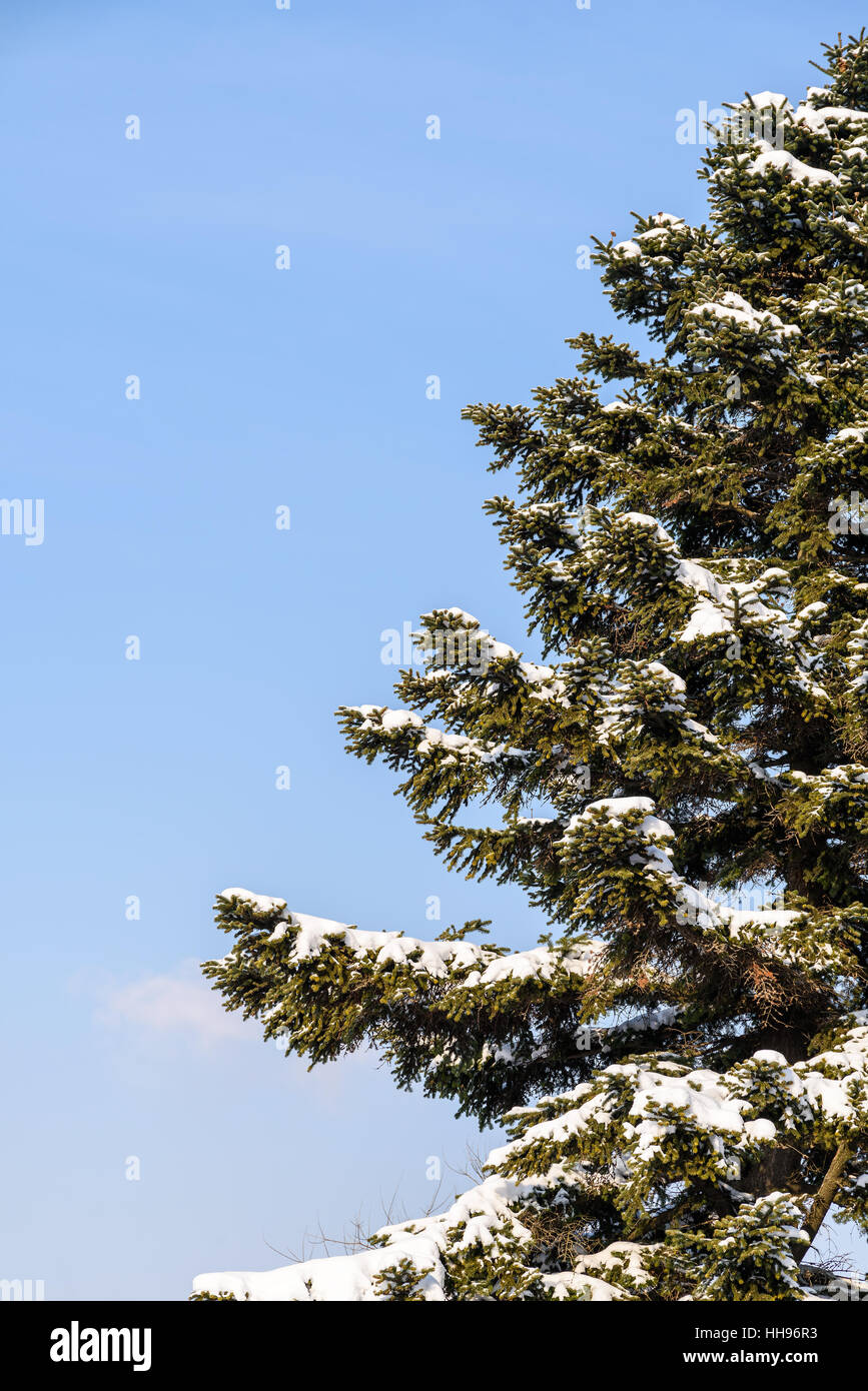 Winter pine fir tree hi-res stock photography and images - Alamy