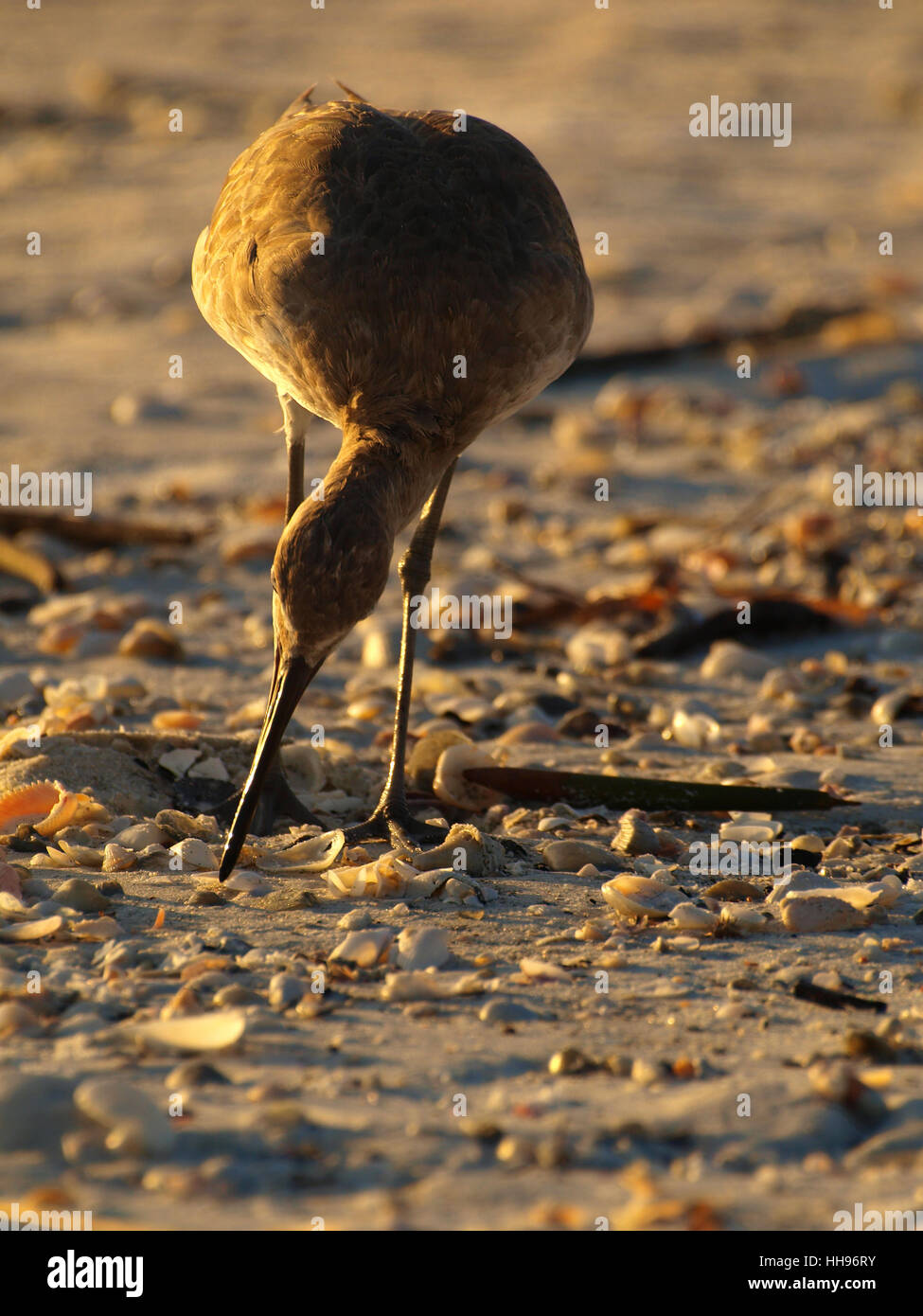 bird, sunset, beach, seaside, the beach, seashore, birds, shell, beak ...