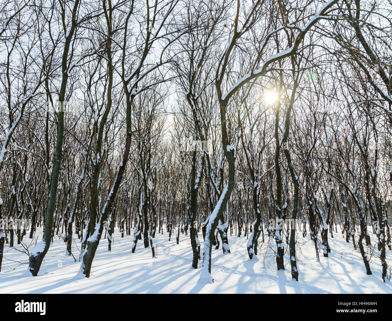 Forest Trees Covered With White Winter Snow Stock Photo - Alamy