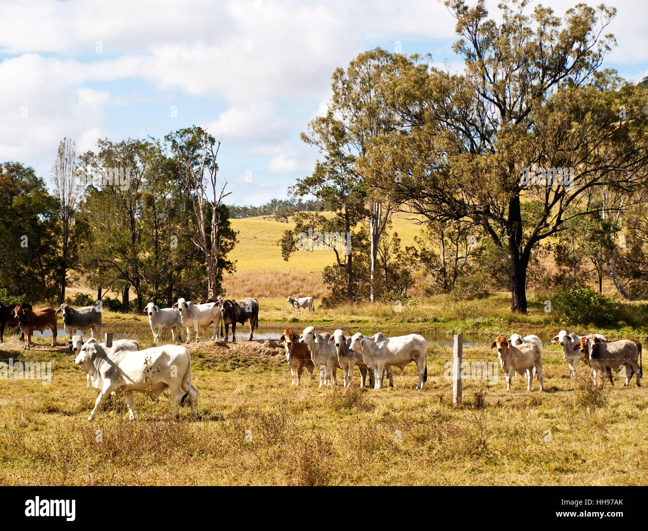 colour, animal, mammal, agriculture, farming, field, cow, livestock ...