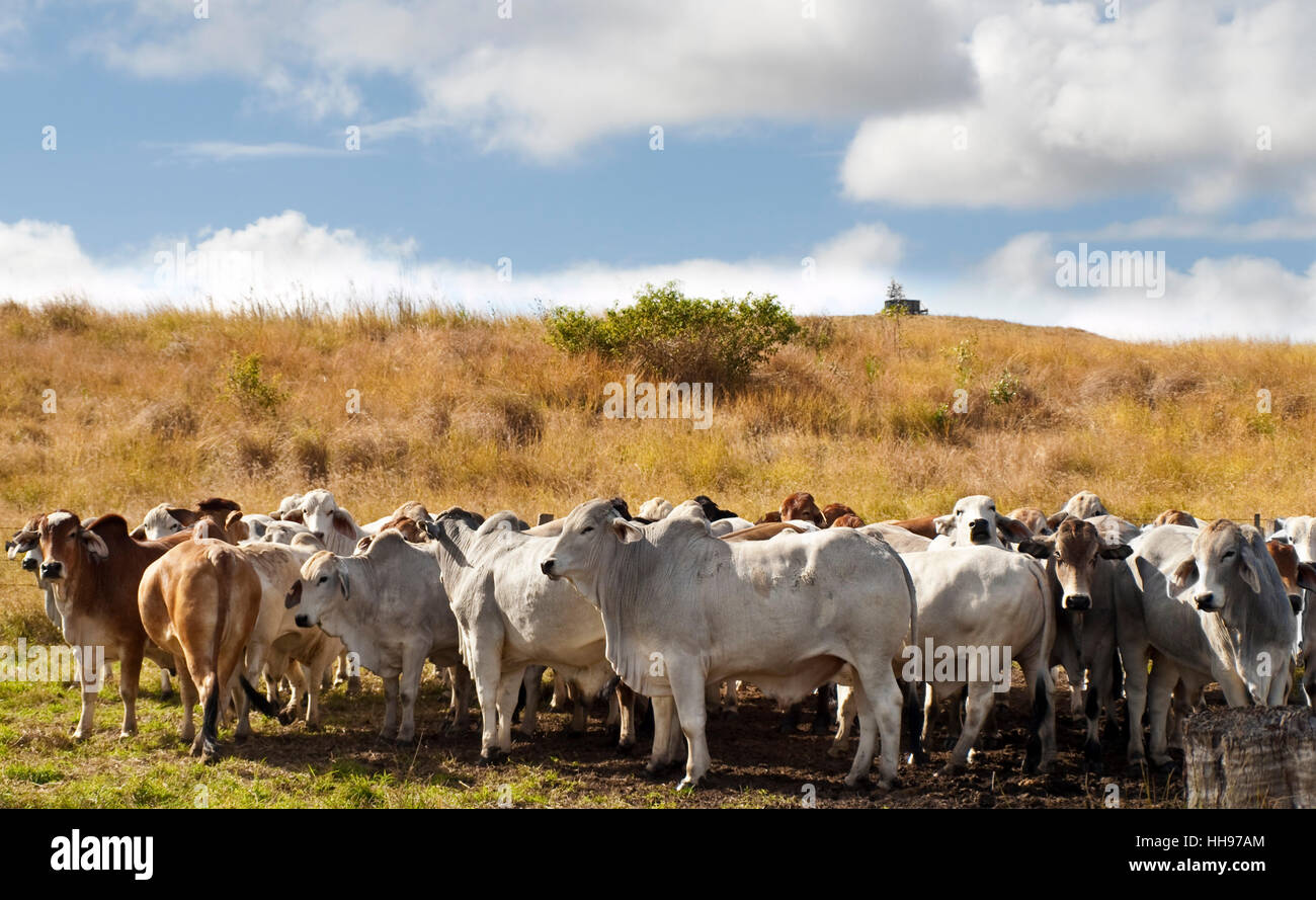 colour, animal, mammal, agriculture, farming, field, cow, livestock ...