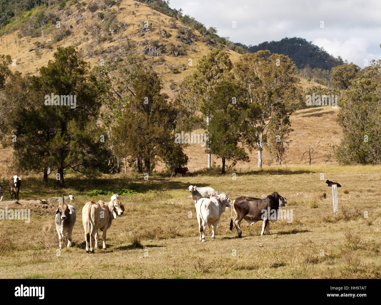 colour, animal, mammal, agriculture, farming, field, cow, livestock ...