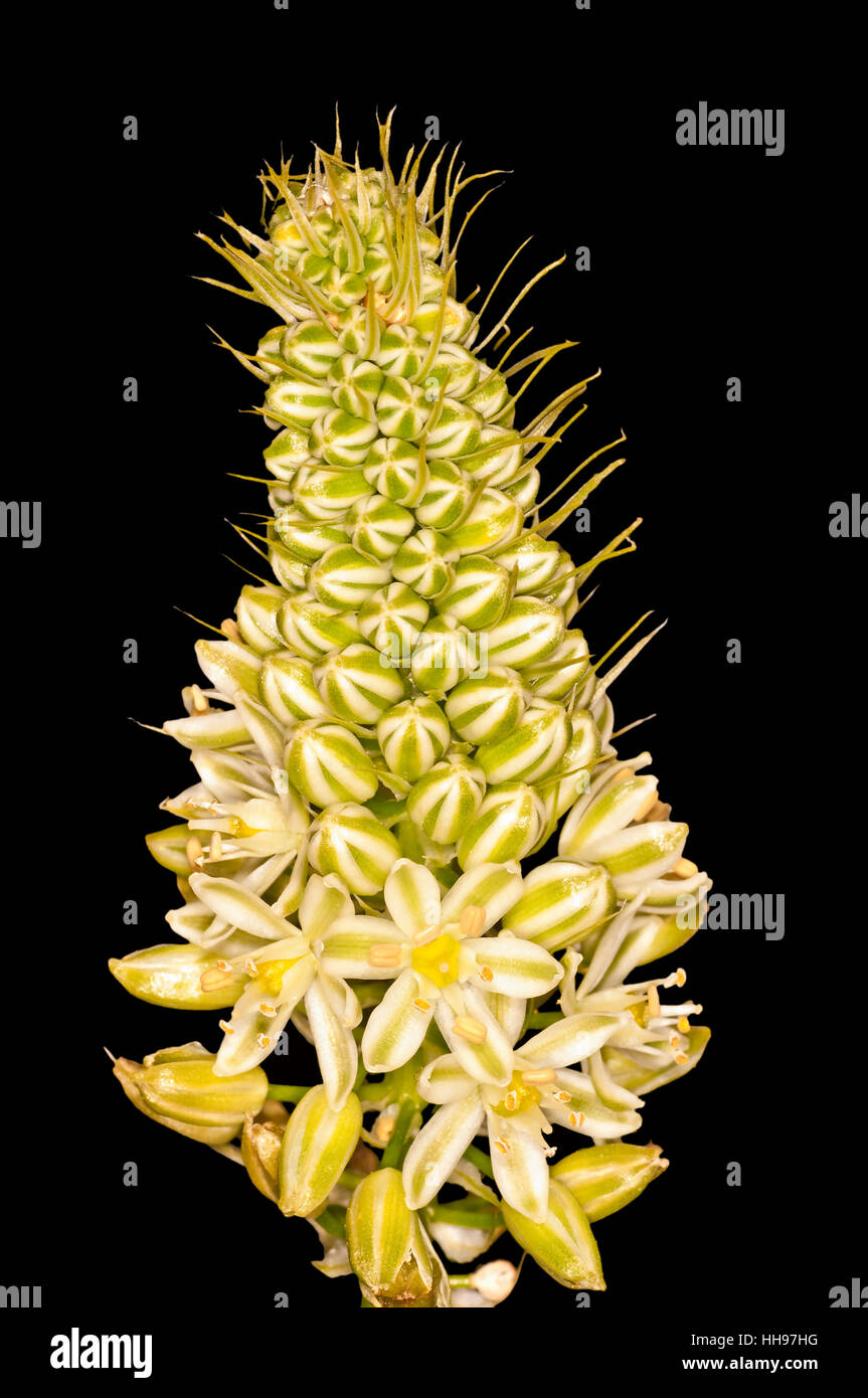 bloom, blossom, flourish, flourishing, flora, household remedy, phonily ...