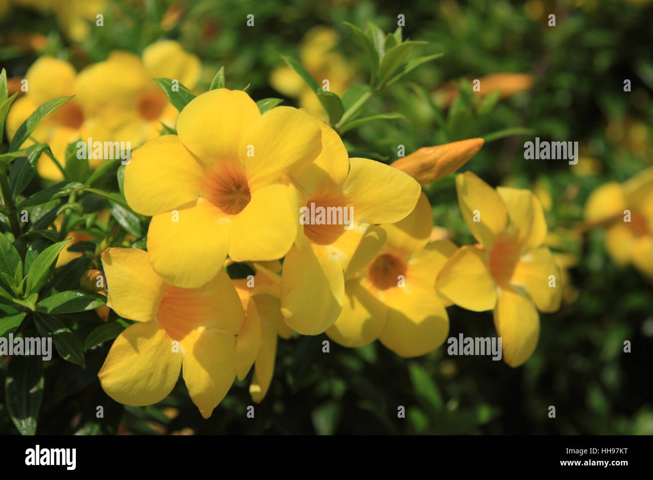 bloom, blossom, flourish, flourishing, flower, flowers, plant, flora ...