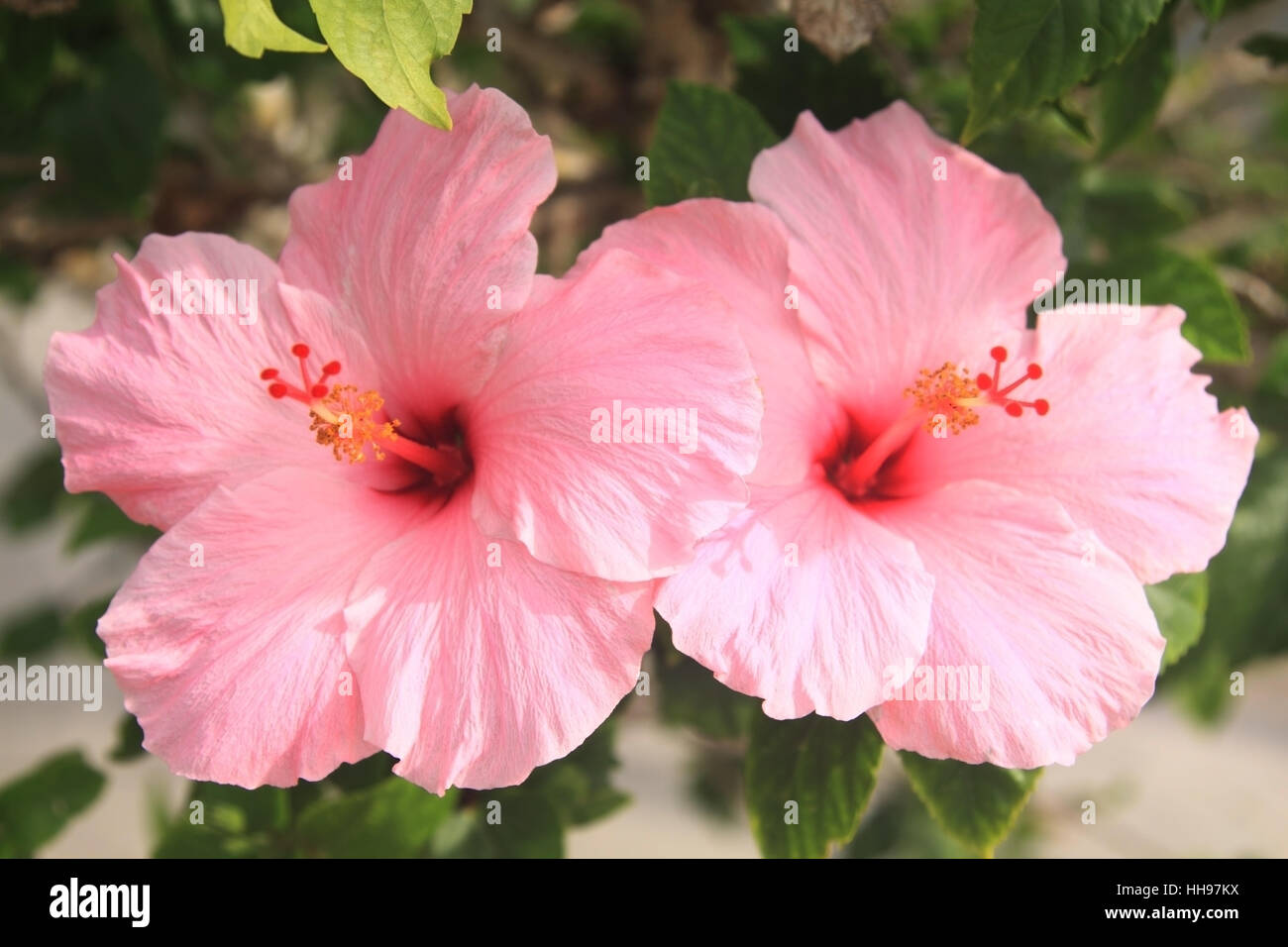 bloom, blossom, flourish, flourishing, flower, flowers, plant, flora ...