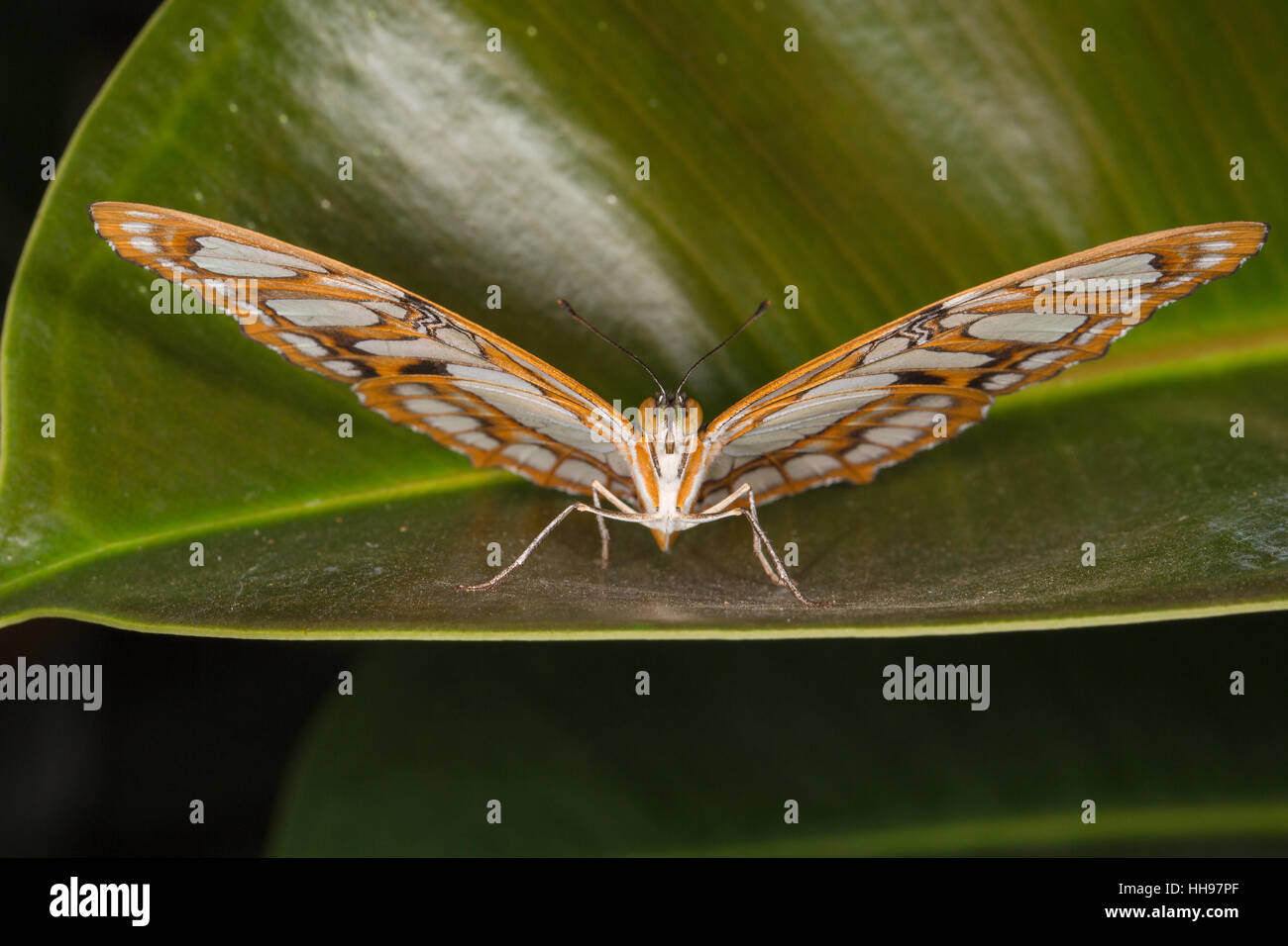 insect, butterfly, eyes, antenna, garden, insect, flower, plant, fauna ...