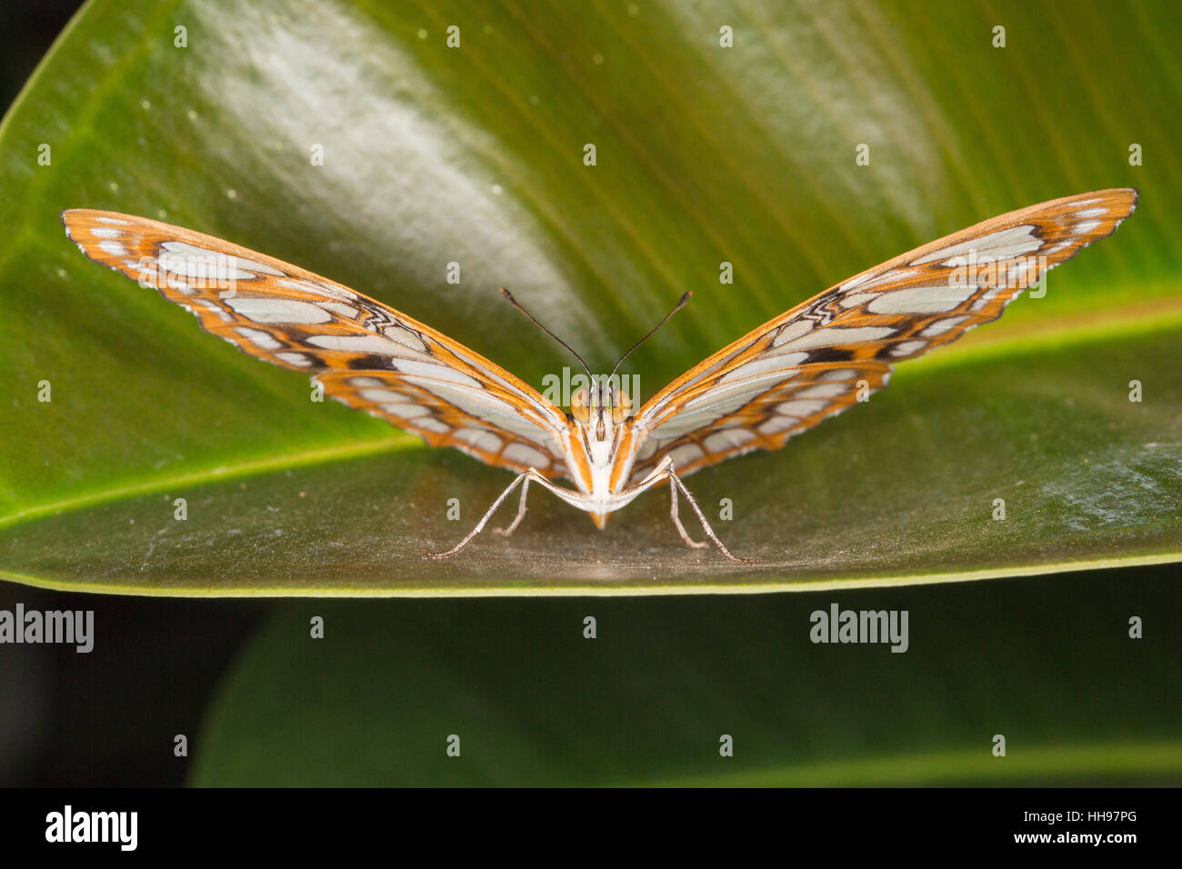 insect, butterfly, eyes, antenna, garden, insect, flower, plant, fauna ...
