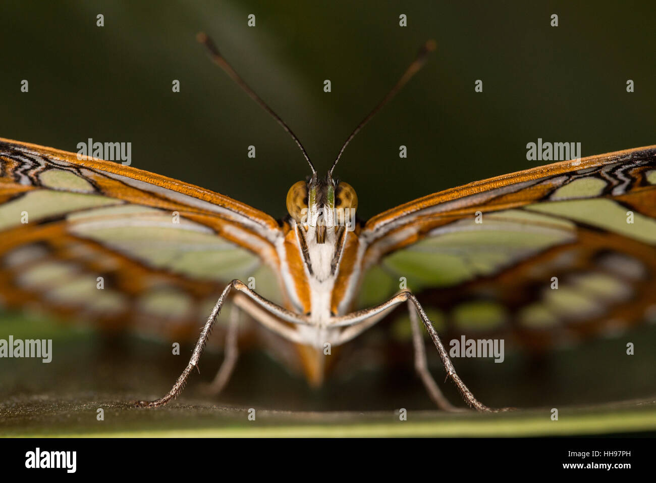 insect, butterfly, eyes, antenna, garden, insect, flower, plant, fauna ...