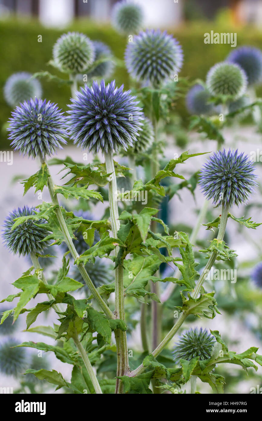 blue globe thistle (echinops Stock Photo - Alamy