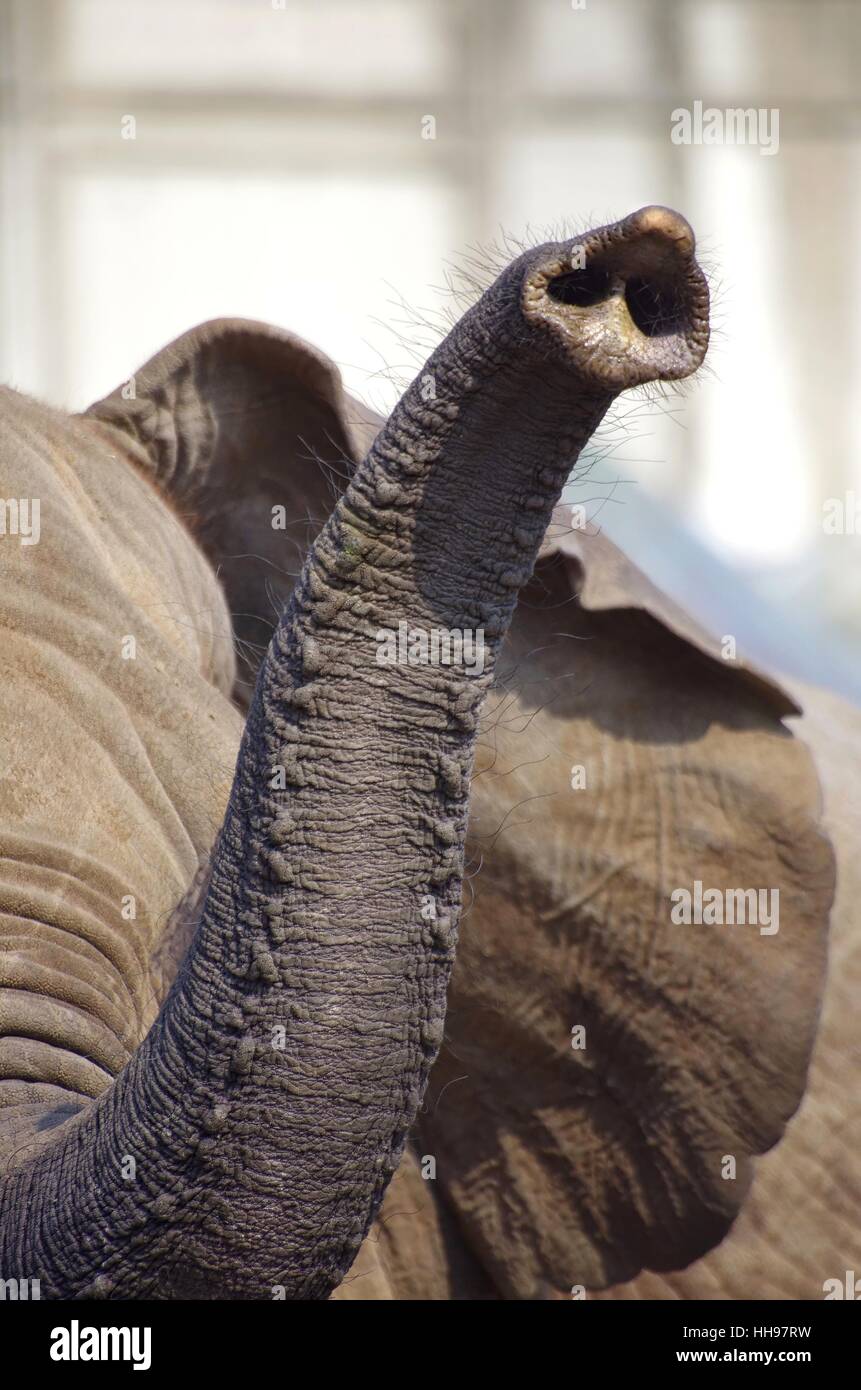 body parts of an elephant Stock Photo - Alamy
