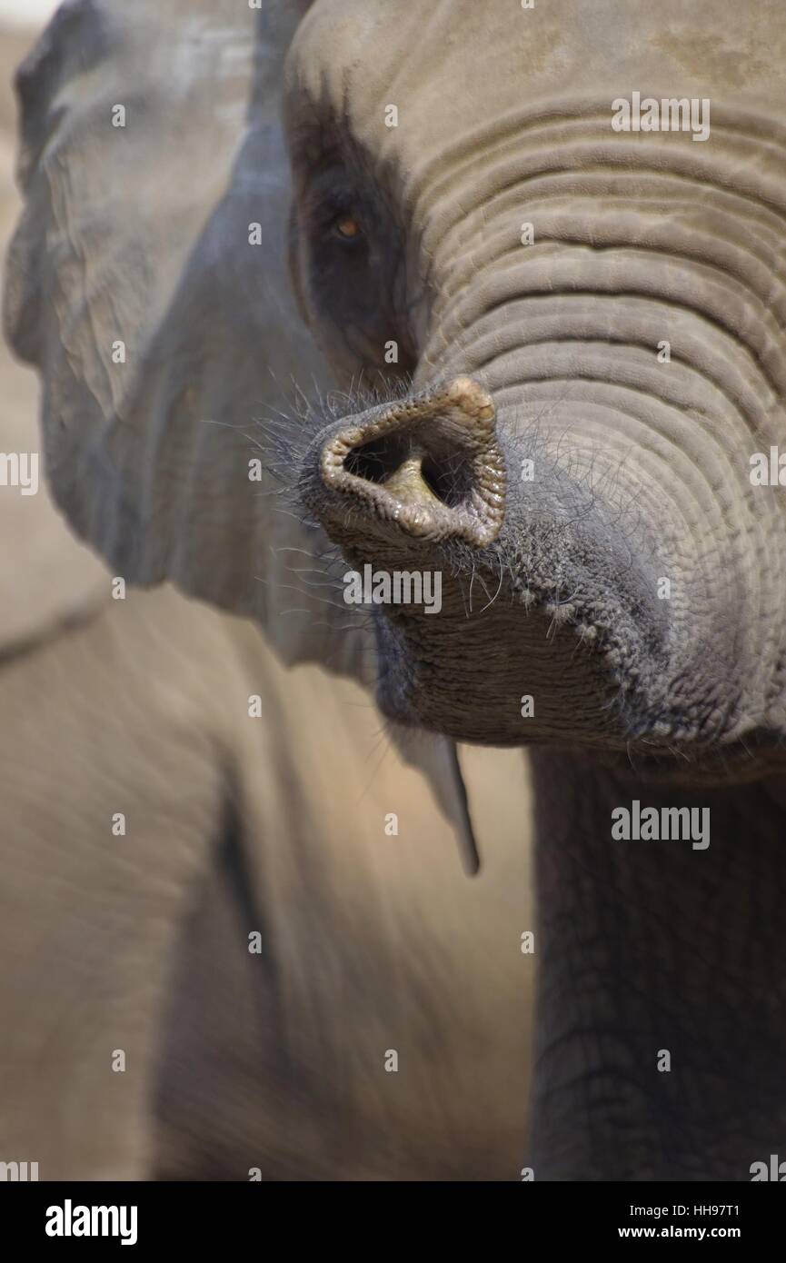 animal, elephant, tail, letter, proboscis, organ, wrinkles, legs, food ...