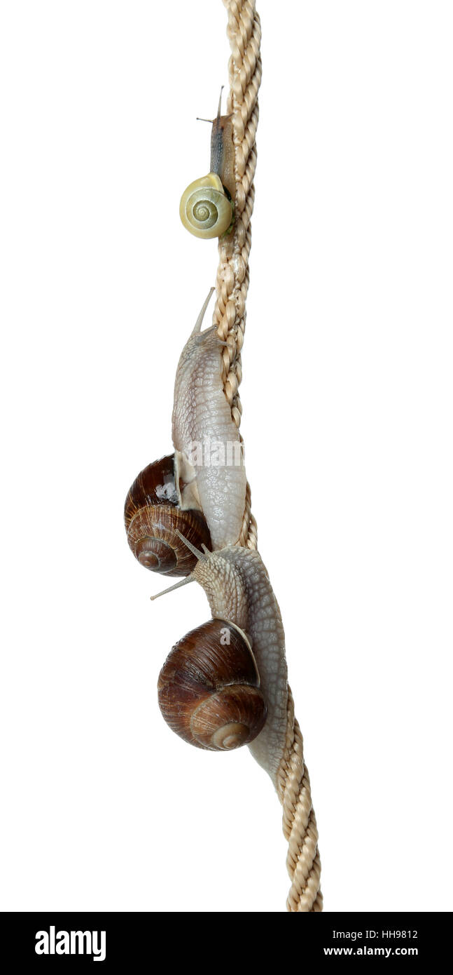 Mucus rope hi-res stock photography and images - Alamy